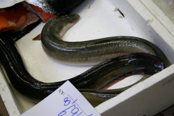 How Do You Feel About Eels? – Ruth E. Hendricks Photography