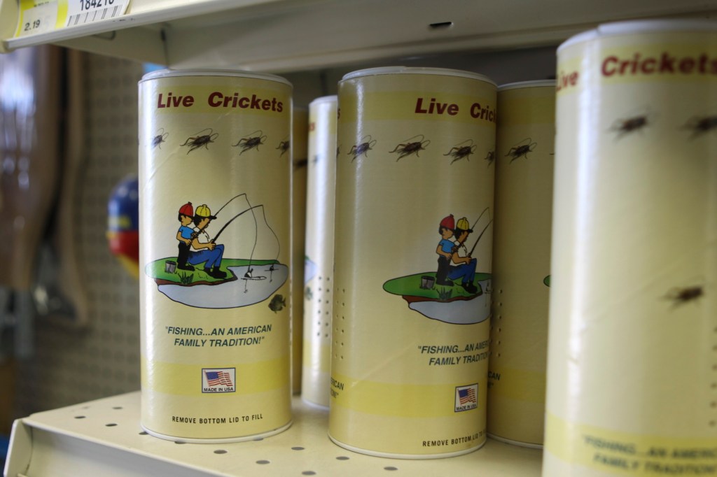 Skip if Squeamish- Live Crickets Containers at the Food Market in FL ...