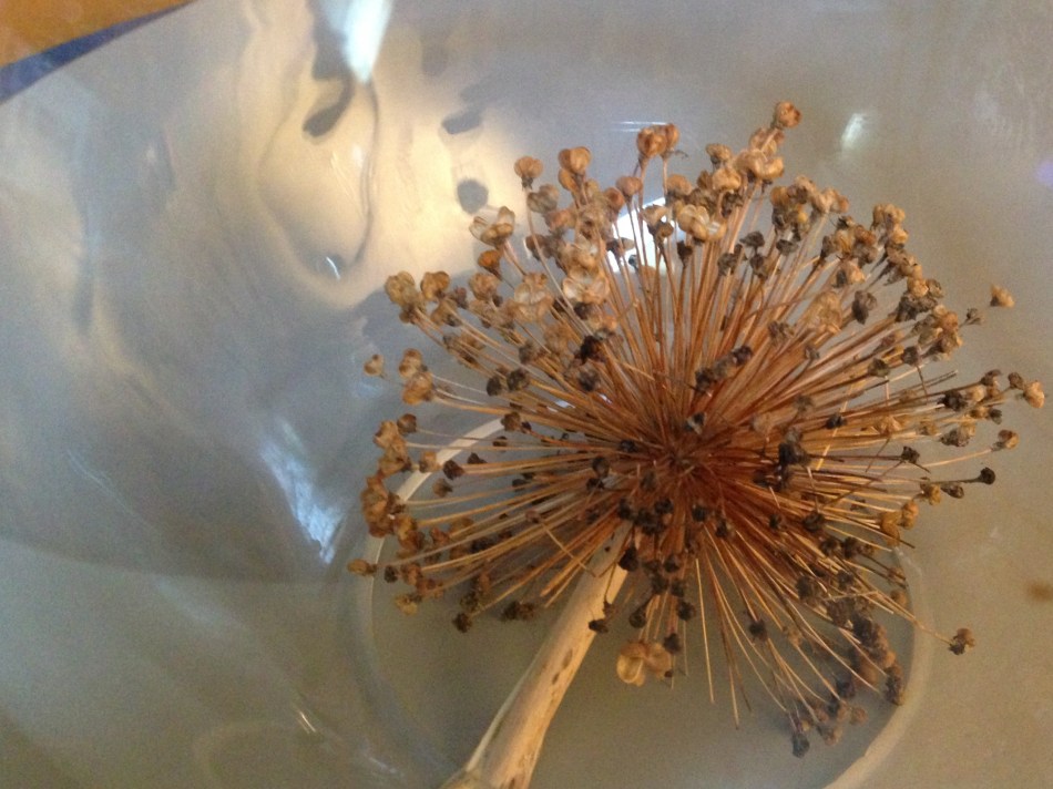 Dried Allium Inside a Glass Globe – Ruth E. Hendricks