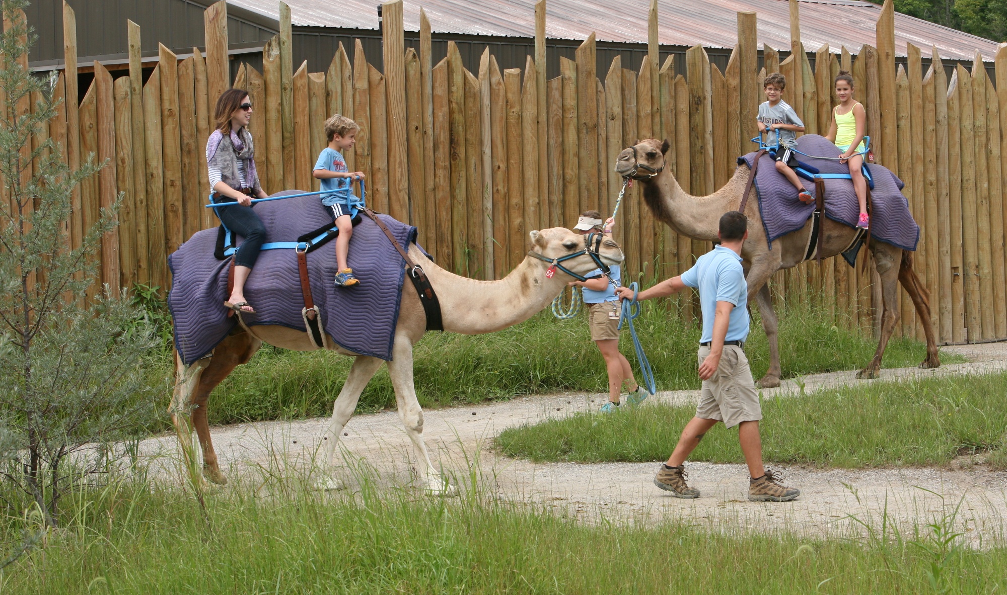 Silvery-Cheeked Hornbills, Cheetah and Camel Rides at the Columbus Zoo ...