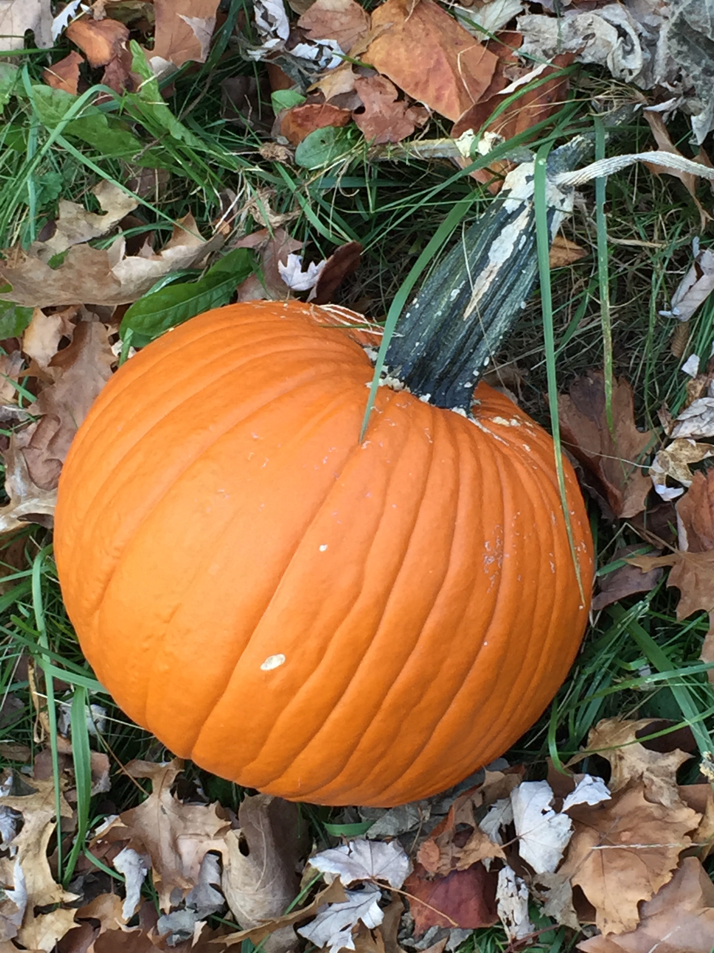 Orange Things – Ruth E. Hendricks