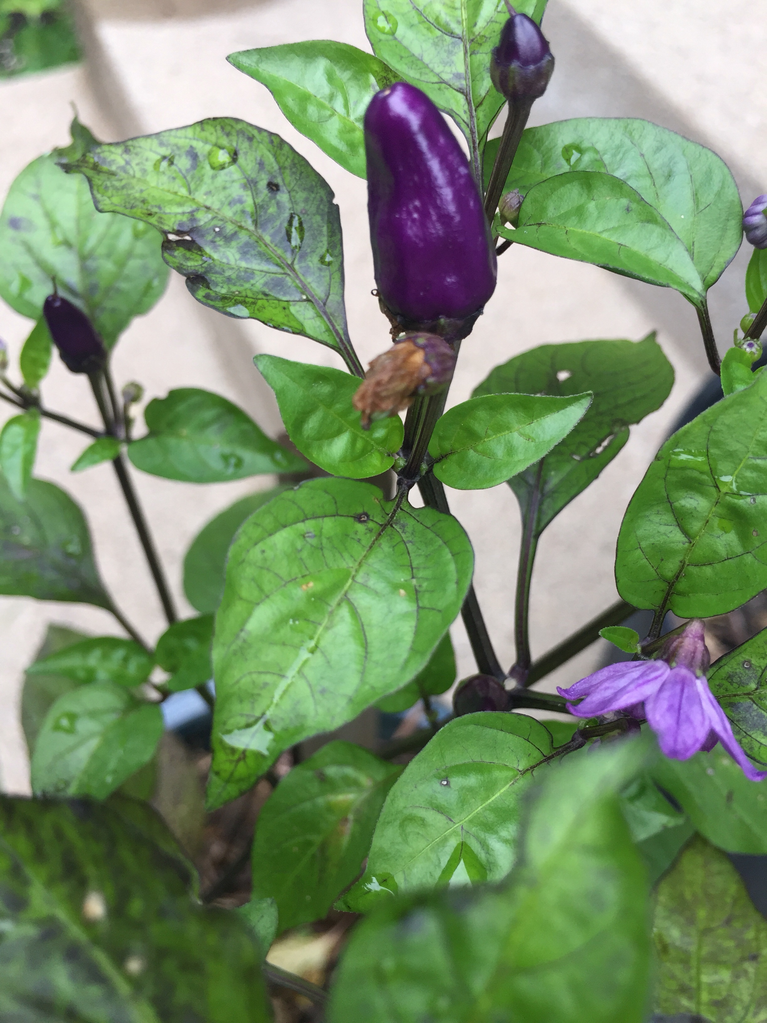 Pick a Peck of Purple Peppers – Ruth E. Hendricks