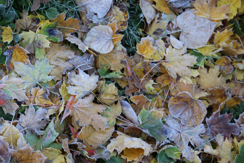 First Frost – Ruth E. Hendricks Photography