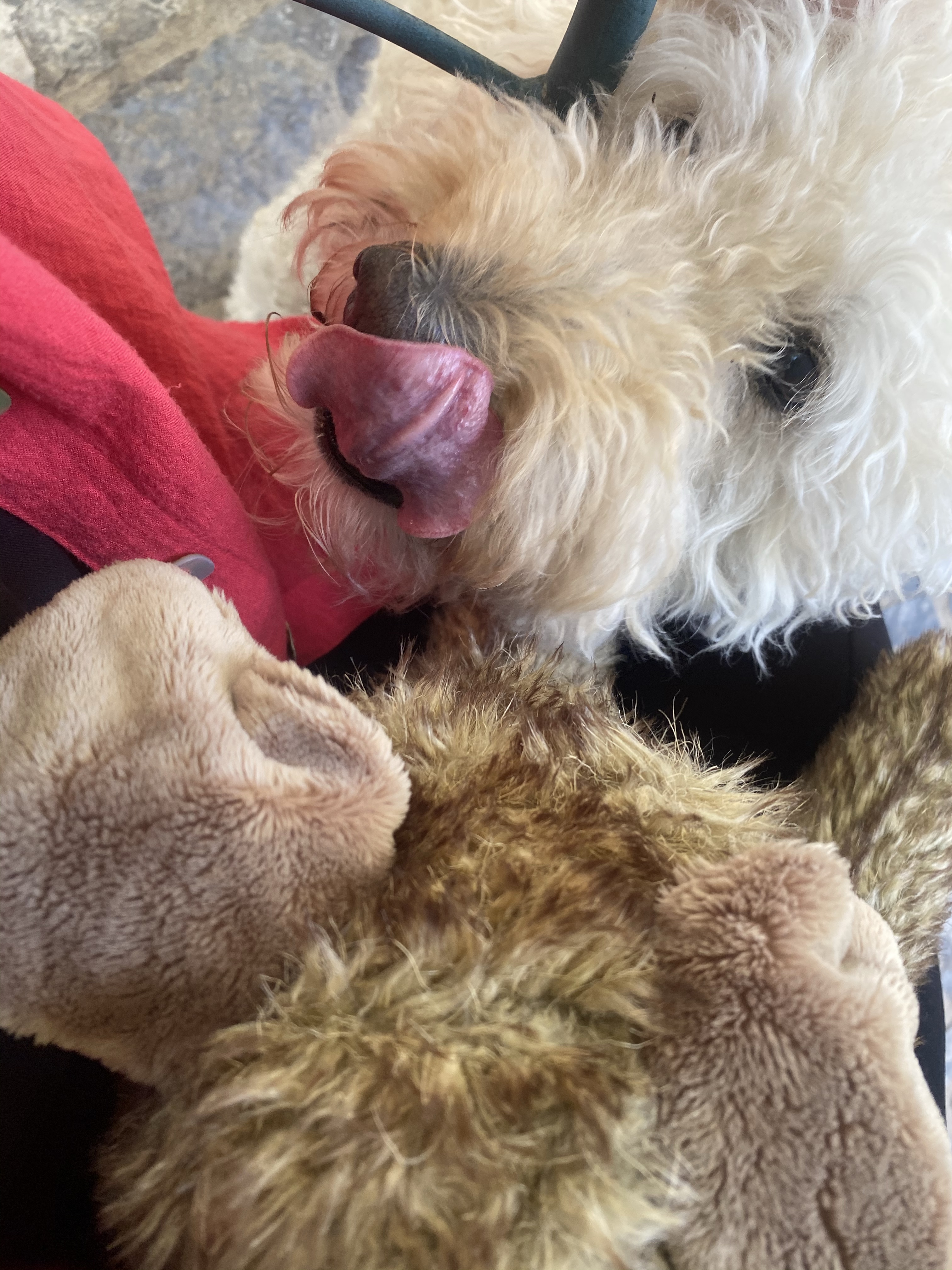 Penny the Golden Doodle: a Family’s Best Friend – Ruth E. Hendricks