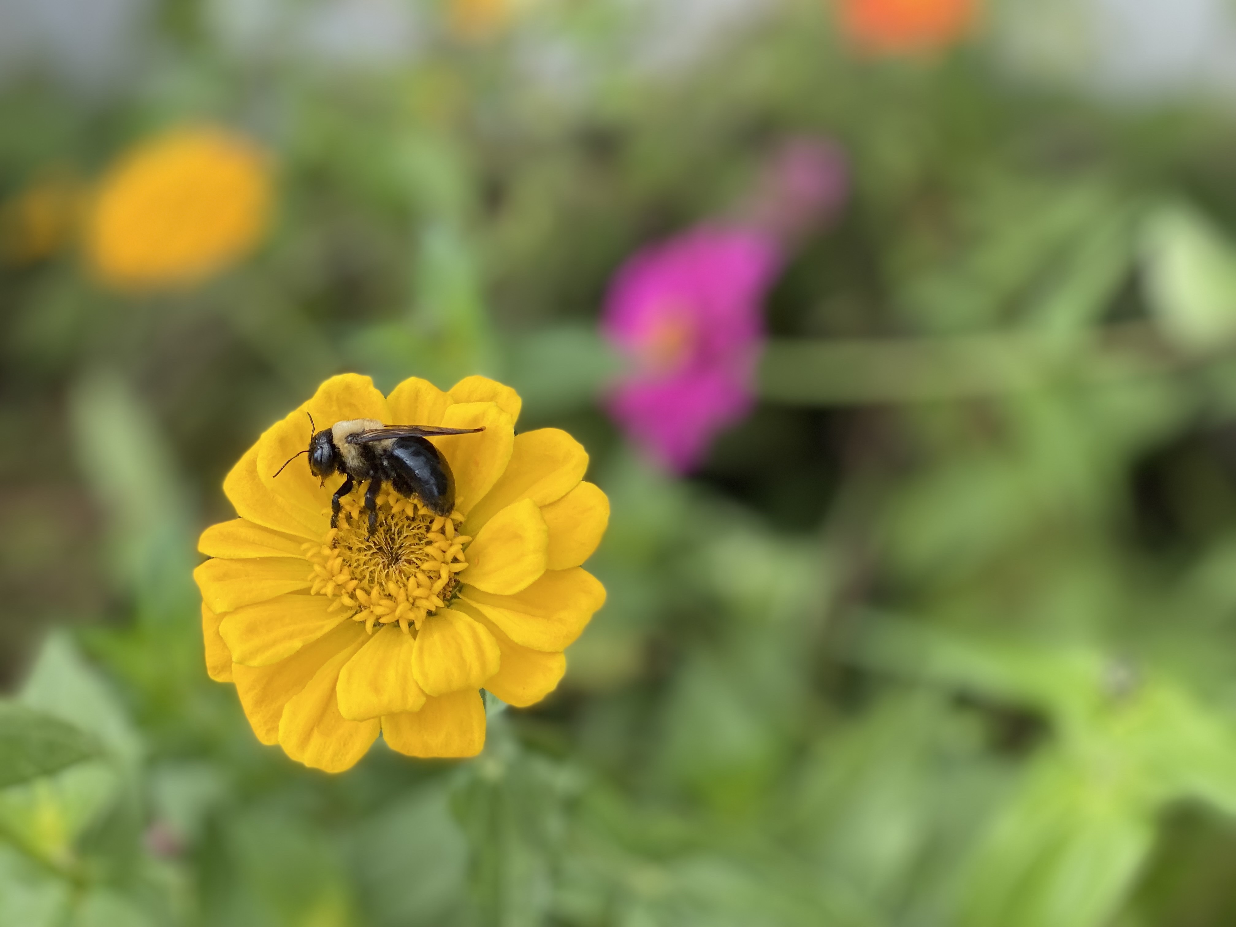 Fall Bees – Ruth E. Hendricks