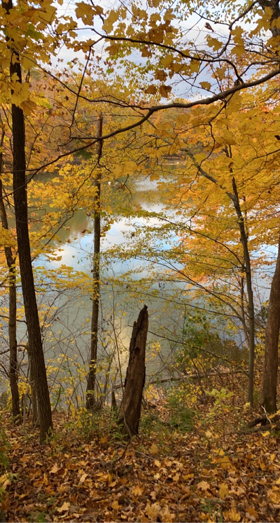 Autumn in the Trails Behind His House -Guest Blog – Ruth E. Hendricks ...