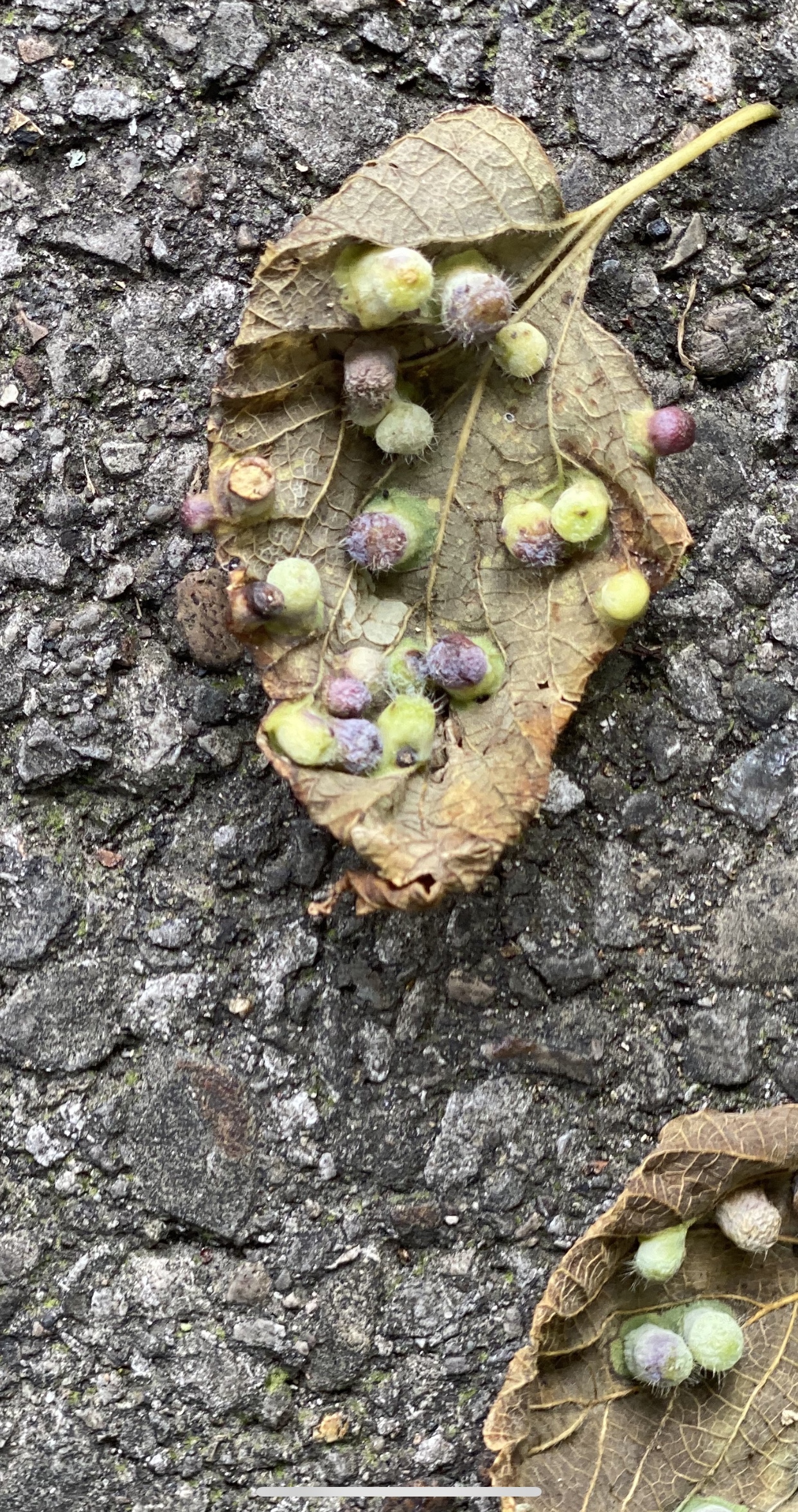 Might be Tree Parasites? – Ruth E. Hendricks