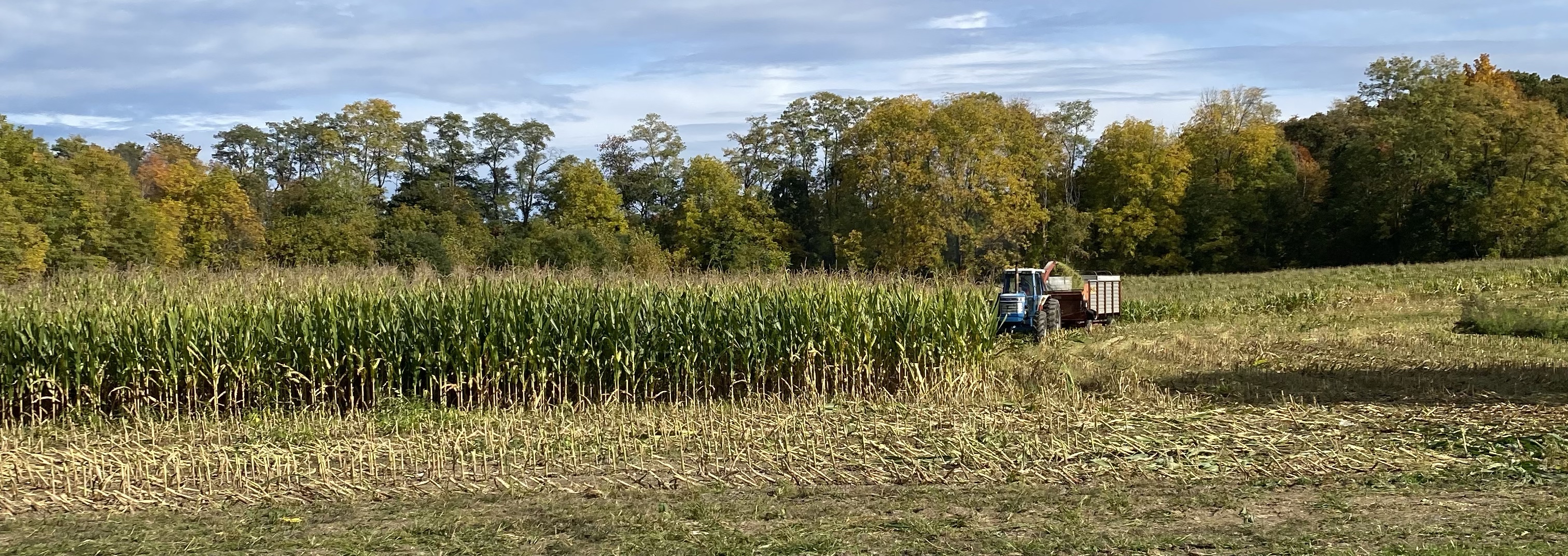Autumn Corn Field Harvest – Ruth E. Hendricks