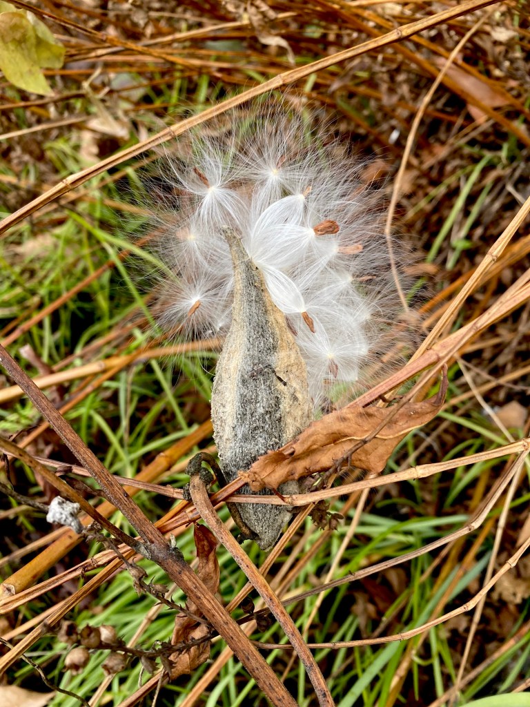 Milkweed Pod – Ruth E. Hendricks