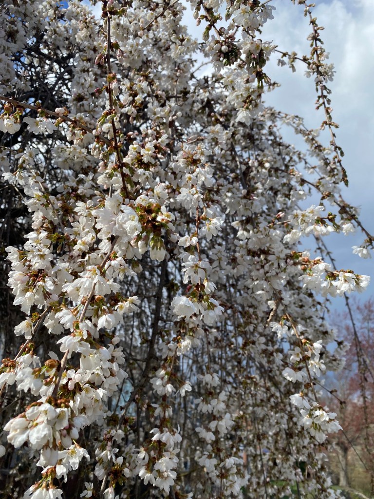 Cascade of Blossoms – Ruth E. Hendricks