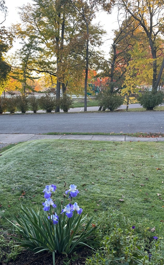 Frosty Morning Iris – Ruth E. Hendricks