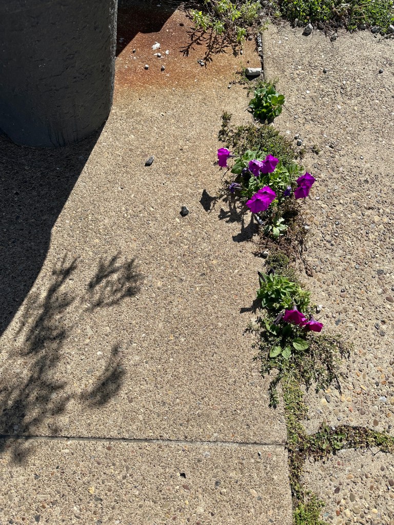 Sidewalk Crack Petunias – Ruth E. Hendricks