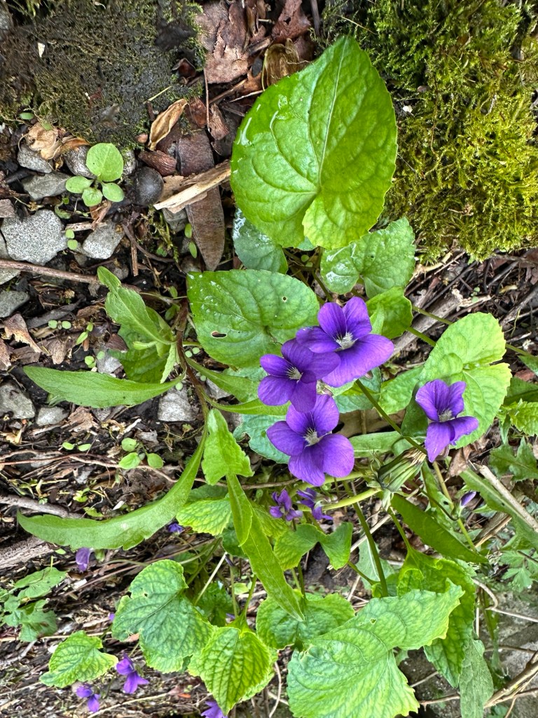 First Violets – Ruth E. Hendricks Photography