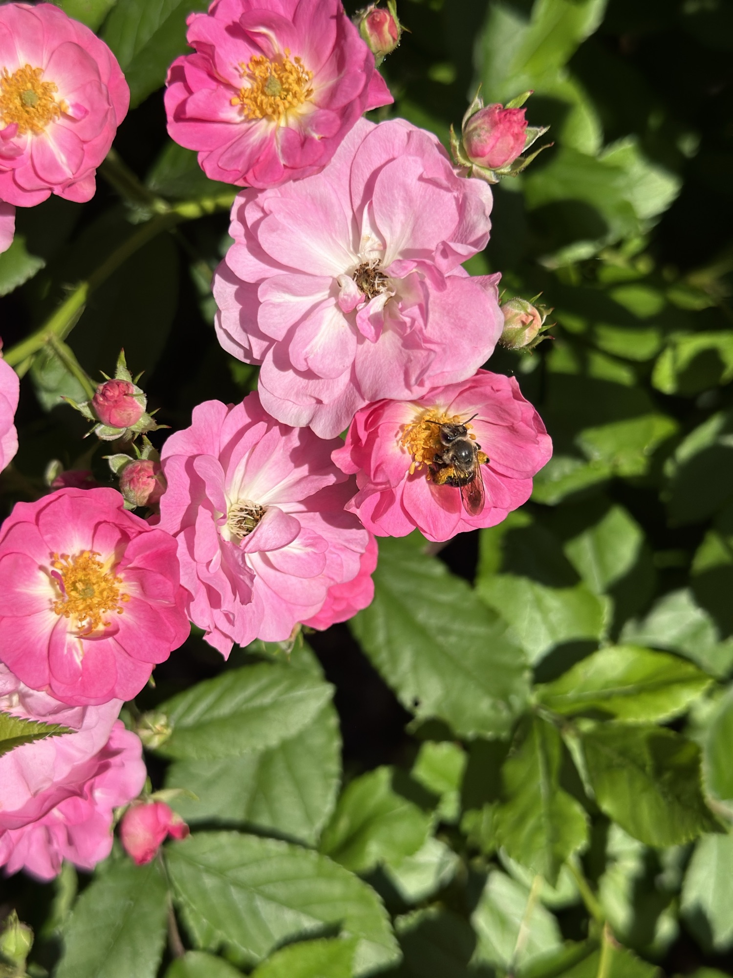 Columbus Park of Roses – Ruth E. Hendricks