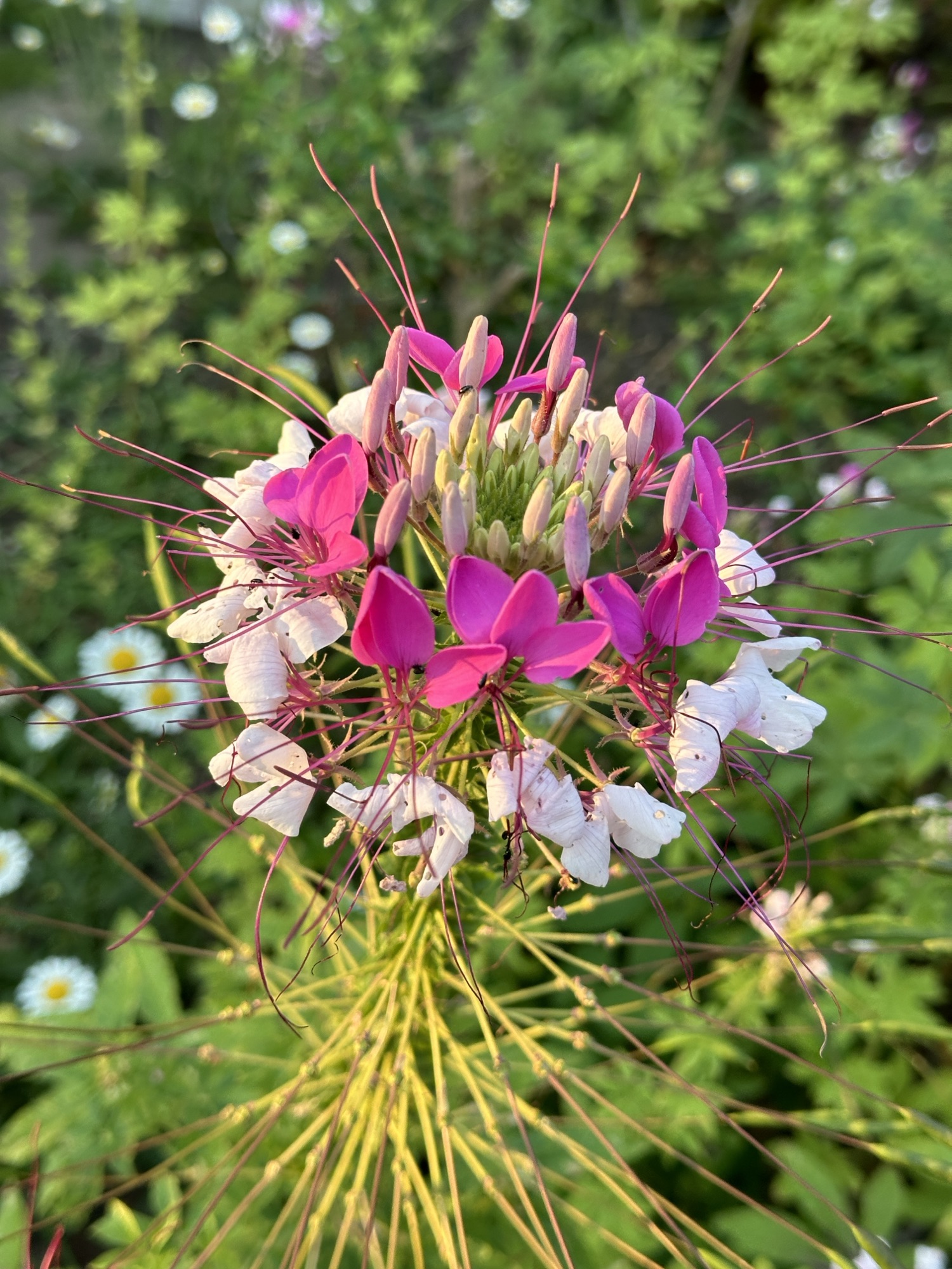 Cleome – Spider Flowers – Ruth E. Hendricks