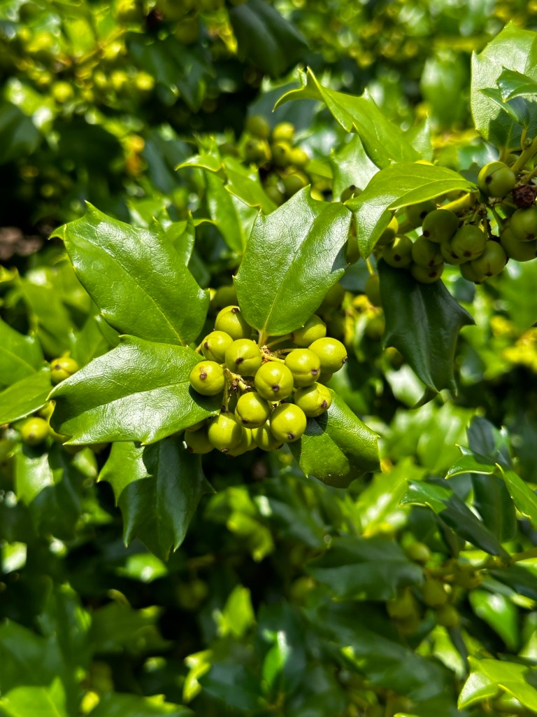 Holly Berries July 25th – Ruth E. Hendricks Photography