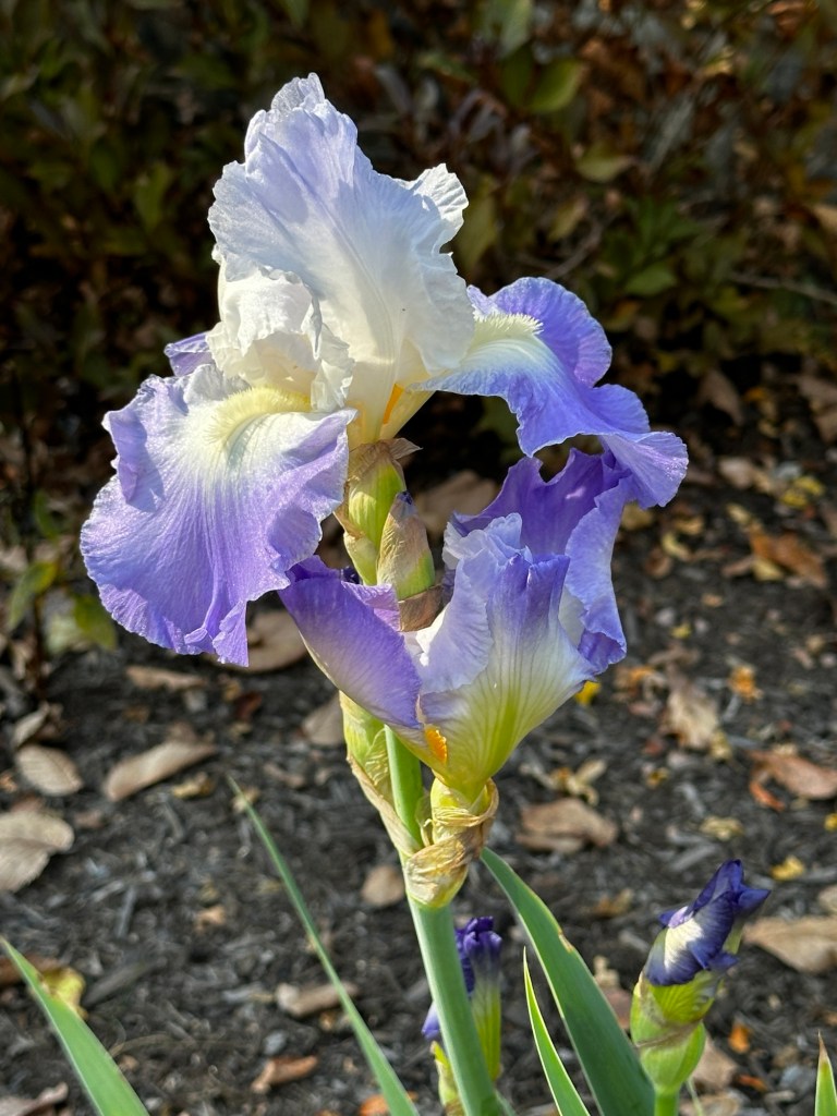 Late October Iris – Ruth E. Hendricks