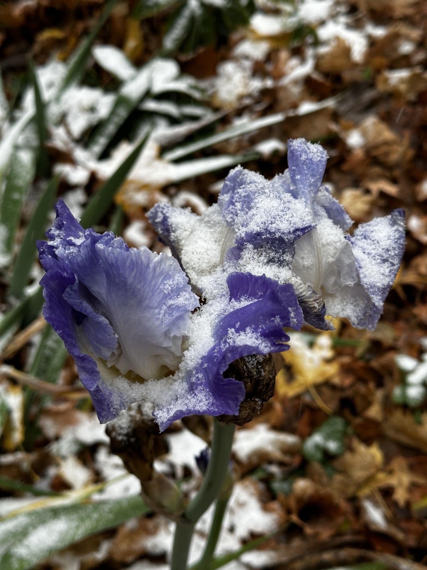 First Snow – Ruth E. Hendricks