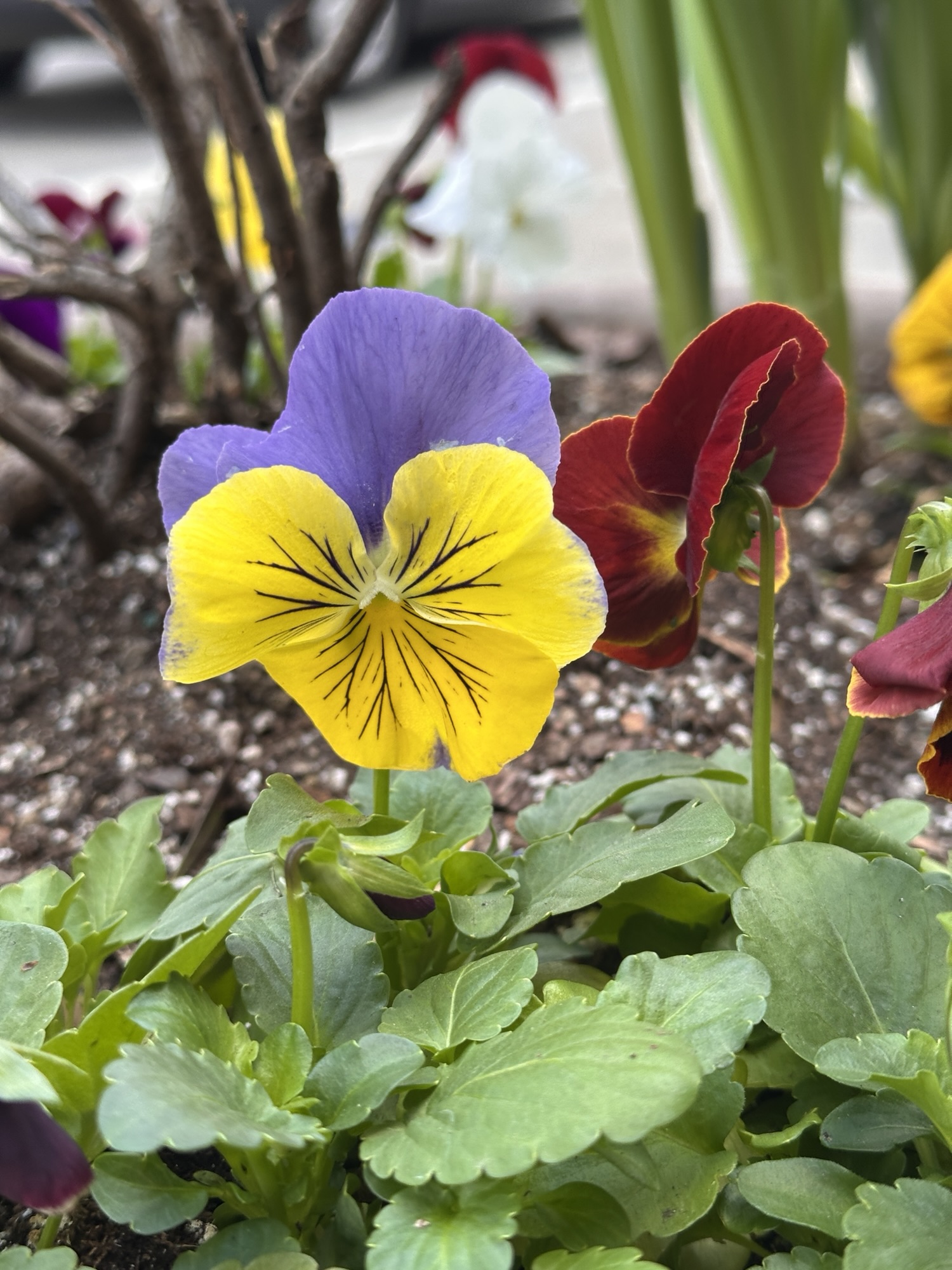 Pansies Say Spring – Ruth E. Hendricks