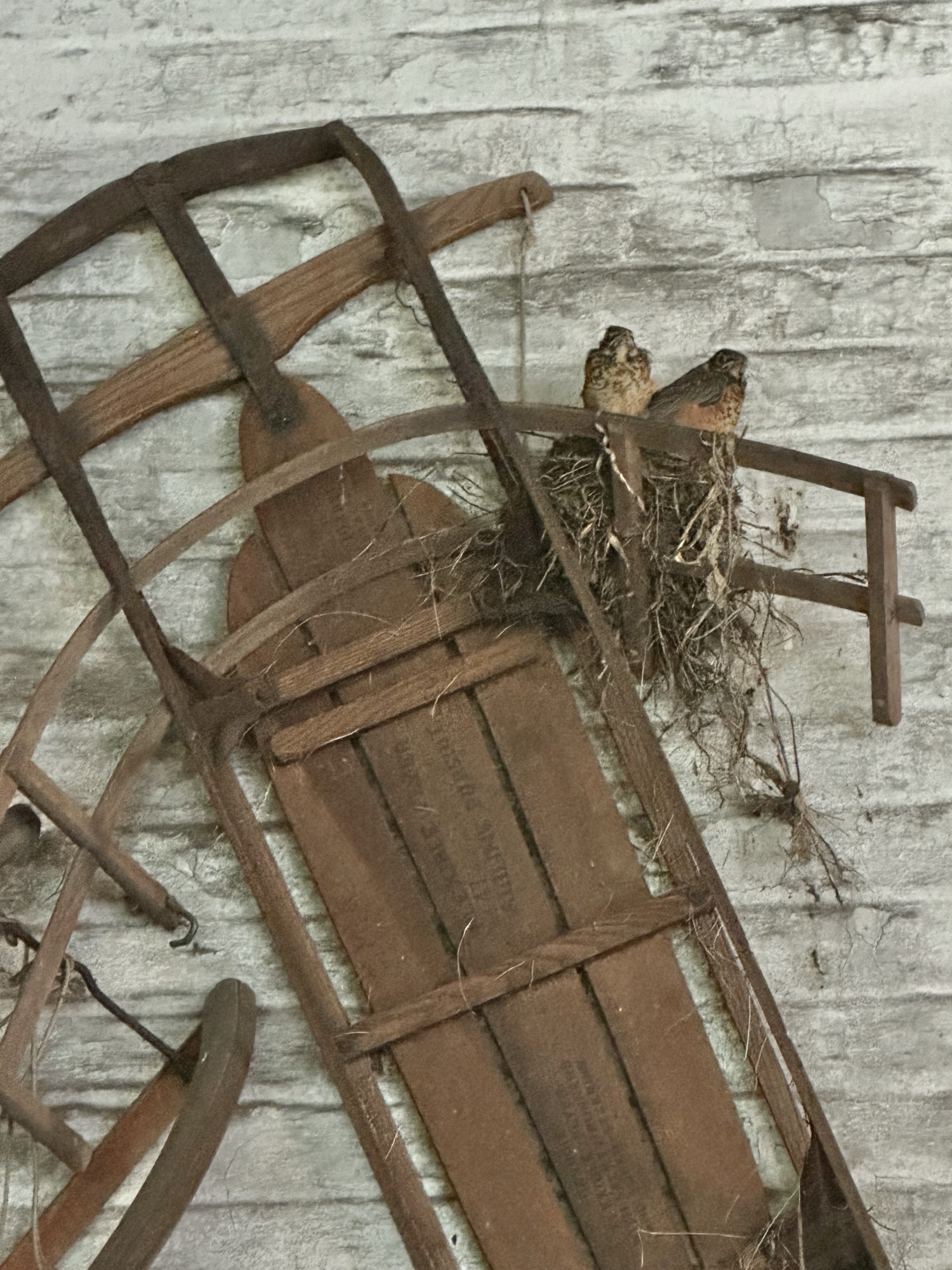 Two Robins at Home and a Deer in the Backyard – Ruth E. Hendricks